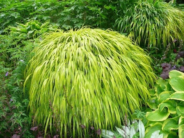 Best grass for shaded area store